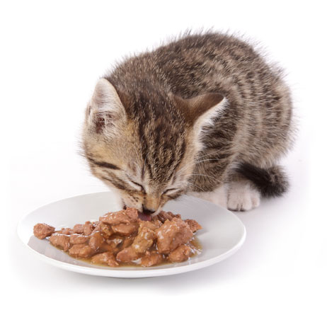 Cómo elegir la alimentación del gato – Comportamiento Felino