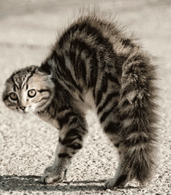 Estrés felino I: Qué es y por qué de produce – Comportamiento Felino
